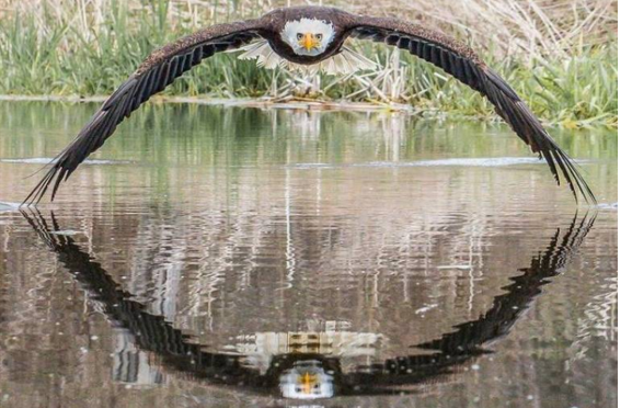 COMO RESPONDER QUEM TE ATACA? – Metaforando